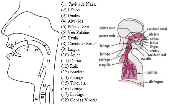 Fonética Articulatória: O Aparelho Fonador