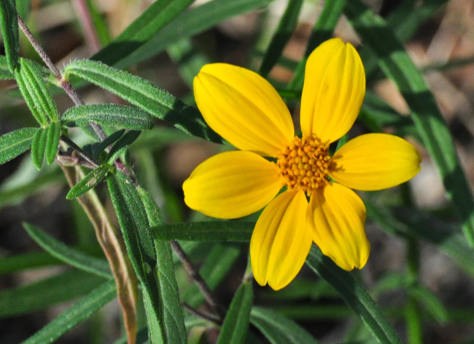 Through The Looking Glass: Grand Canyon: North Rim