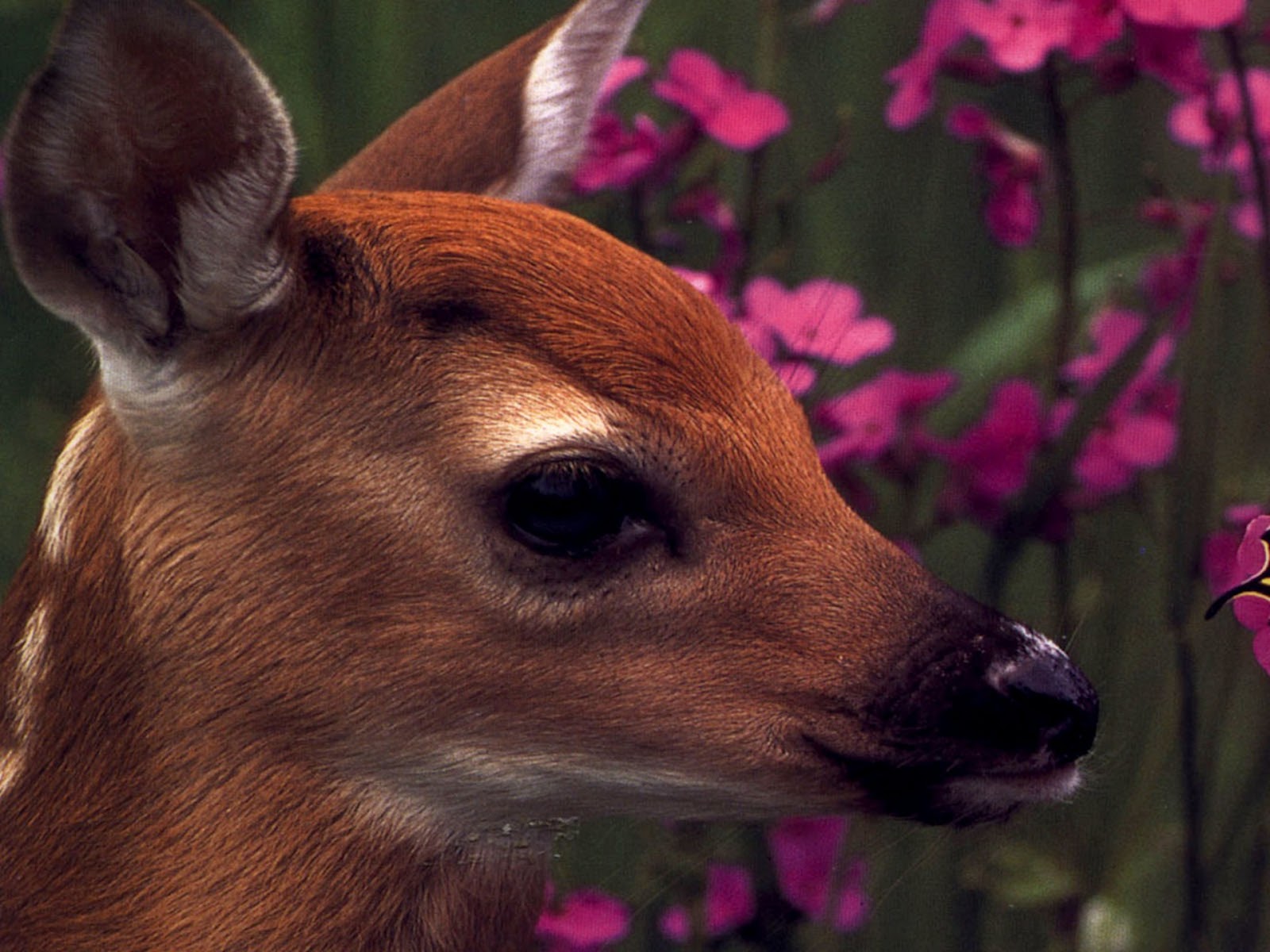 Deer - High Quality Wallpapers