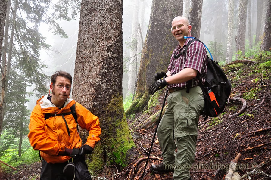 Walks with Moss: Yellow Jacket, Devil Club and Slide Alder Extravaganza!