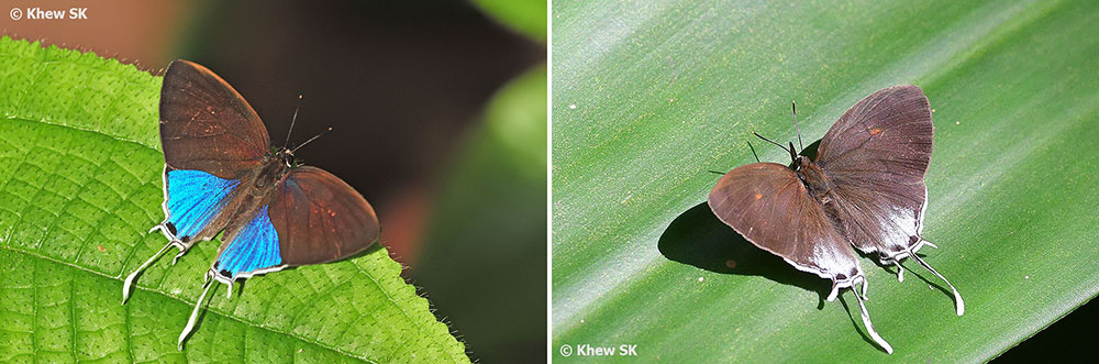 Butterflies of Singapore: Sexual Dimorphism - Part 2