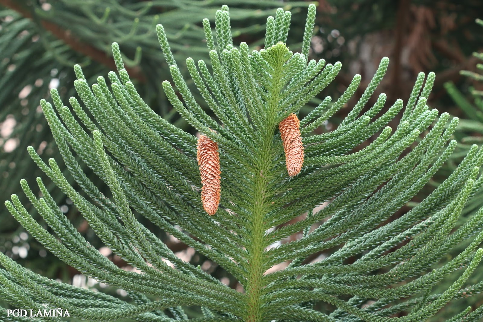 ARAUCARIA HETEROPHYLLA. araucaria.