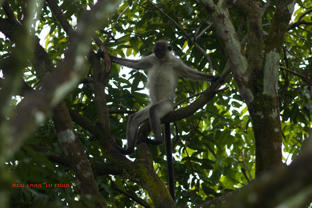 RED Door To Hunt: Lotong Chenekeh ~ White-thighted Surili ~ Presbytis ...