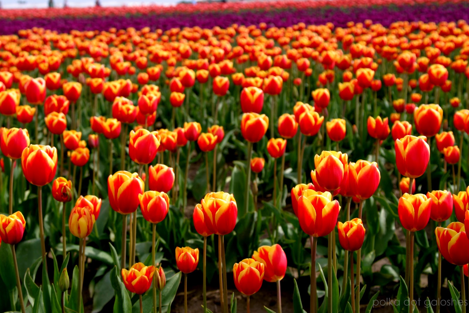 Polka Dot Galoshes: Skagit Valley Tulip Festival...