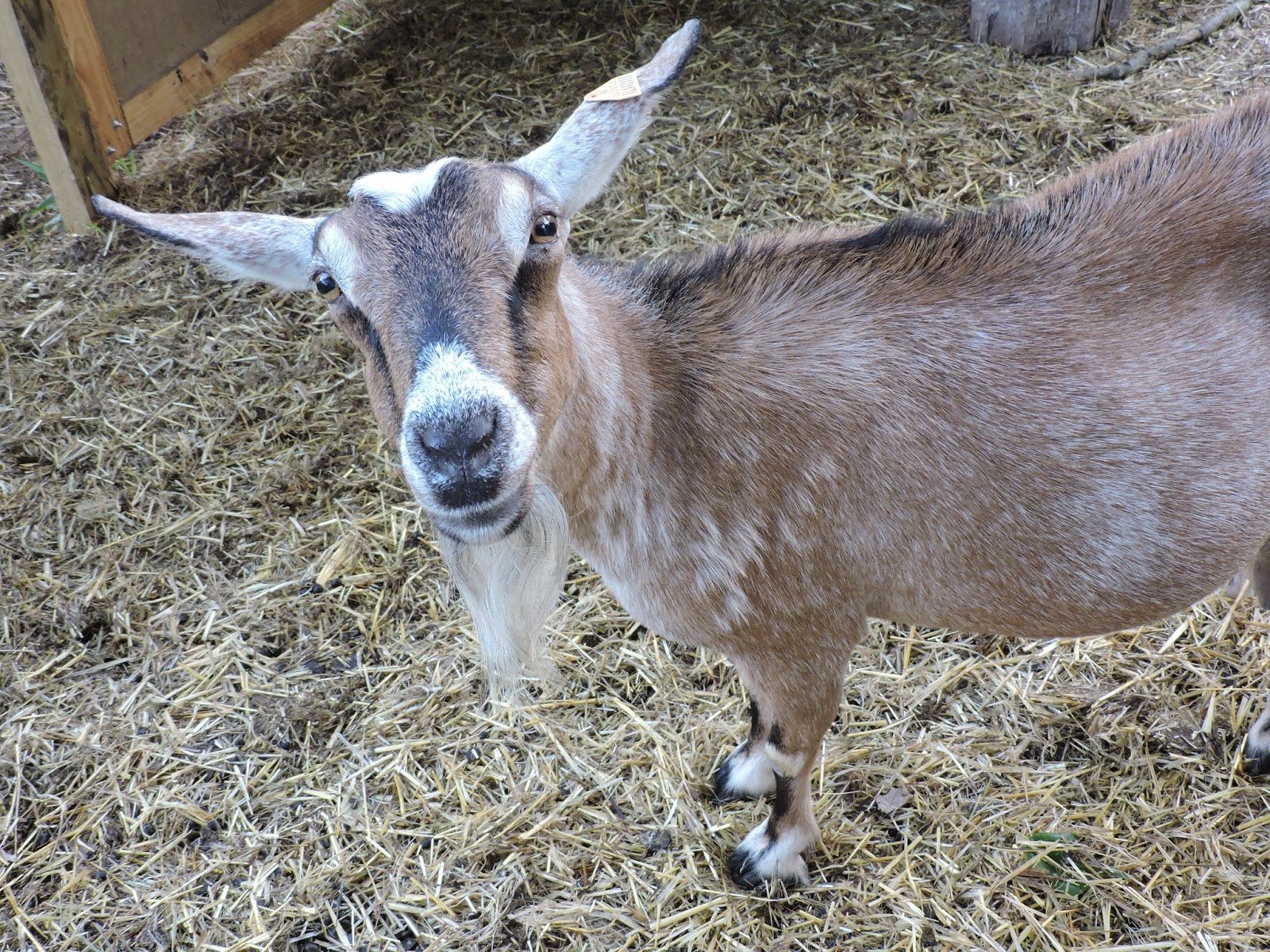 Life With the Goodwife: Effects of Copper Deficiency on Goats......