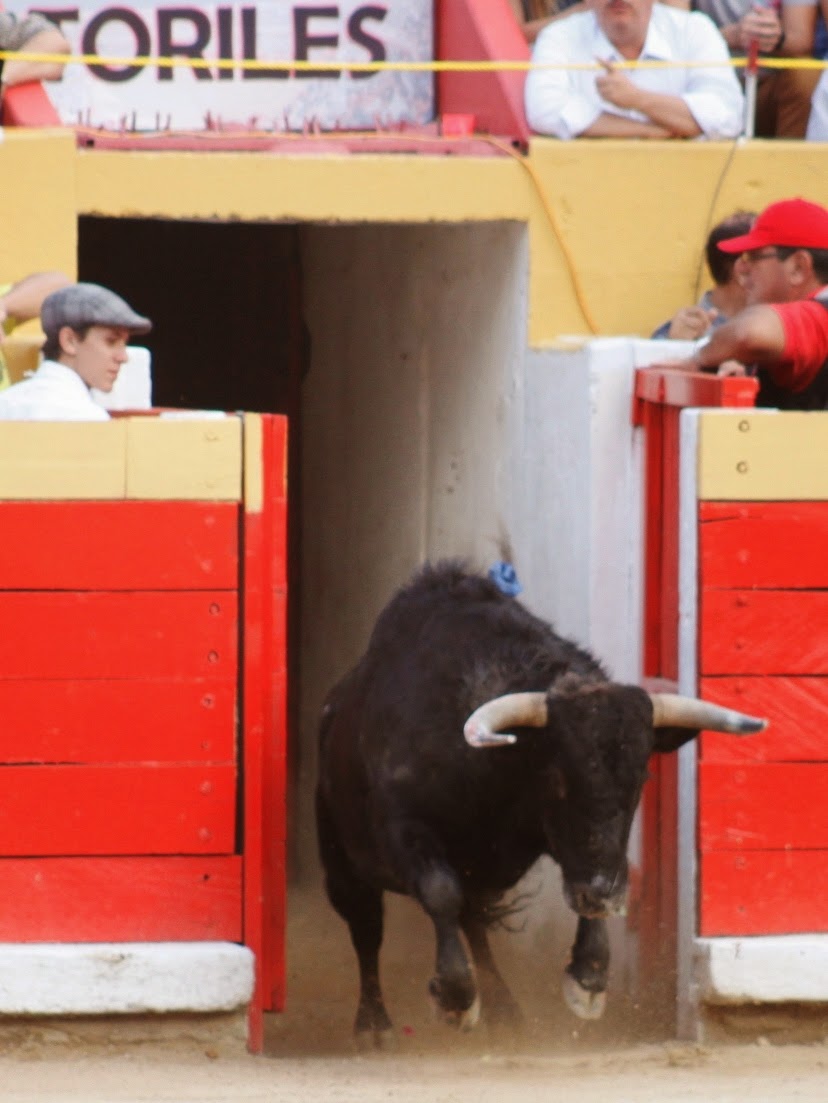 VUELTA AL RUEDO: El Toro: Única garantía en el espectáculo
