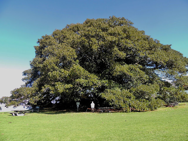 THE ROAD TAKEN : The Overstory and A Day of Trees