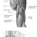 Acupuncture: SI - 10 (SMALL INTESTINE - 10)