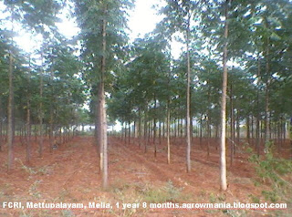 Agroforestry - A blog on Agrihortisilviculture: Money spinning trees