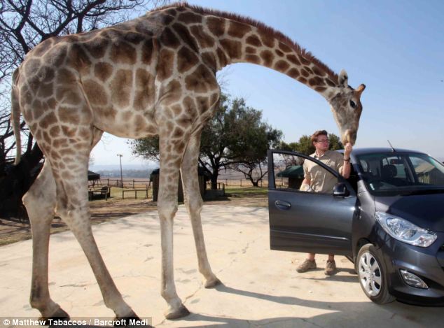 The animal zone: Teenager revives British ancestors' tradition by ...