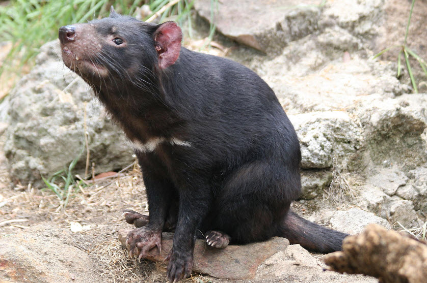 Tasmanian Devil | The Biggest Animals Kingdom
