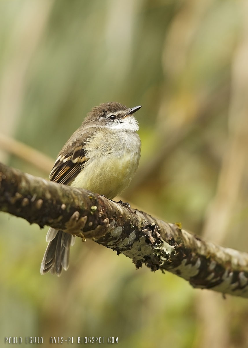 mis fotos de aves: Mecocerculus leucophrys Piojito Gargantilla White ...