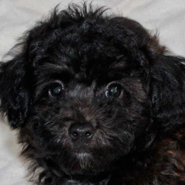 PeekaPoo - Size, Character, Breeders, Mix, Color, Sale, Price