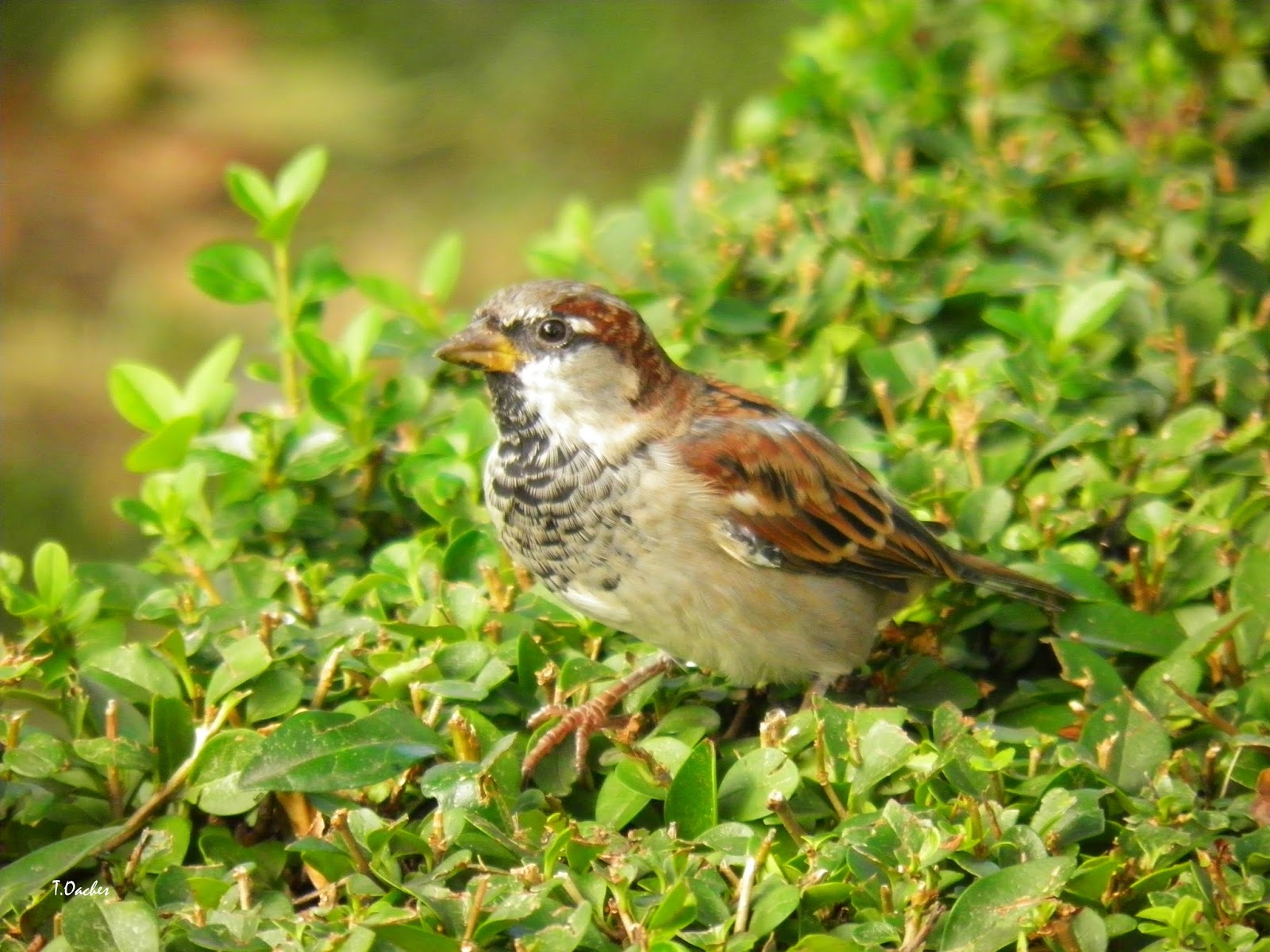 PASARI DIN ROMANIA: VRABIA DE CASA, Passer domesticus