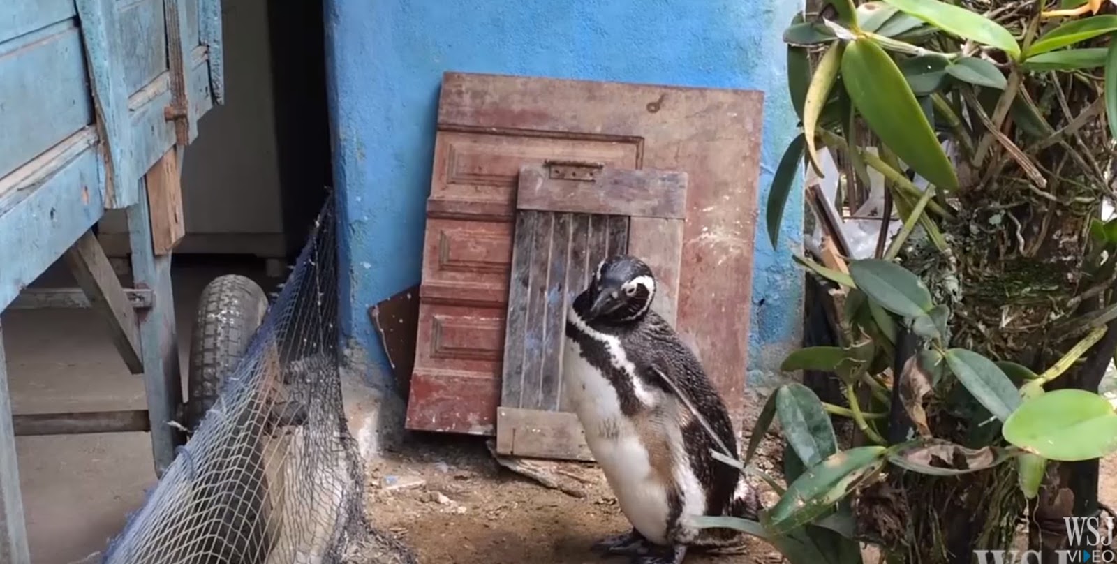 Penguin Swims 5000 Miles Every Year to Reunite With The Man Who Saved ...