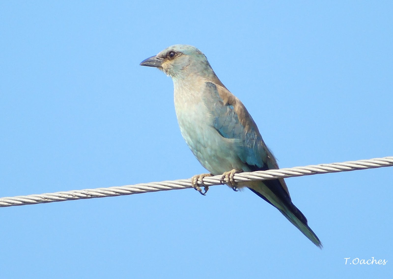 PASARI DIN ROMANIA: DUMBRAVEANCA, Coracias garrulus