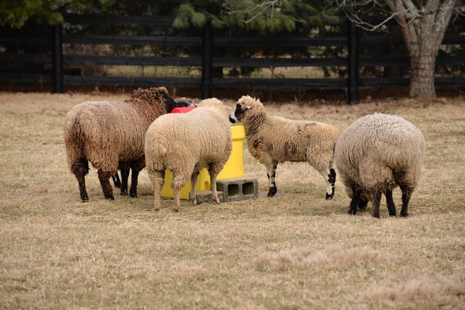 More Favorite Sheep: Sheeps...
