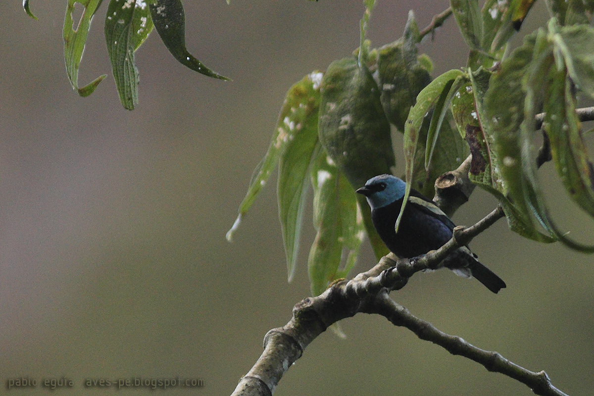 mis fotos de aves: Tangara cyanicollis Tangara Cabeciazul Blue-necked ...