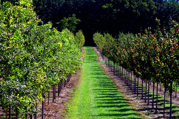Cultivar árboles frutales - Economía, Nutrición, Plantas