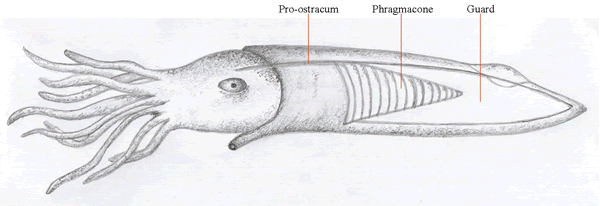 Catalogue of Organisms