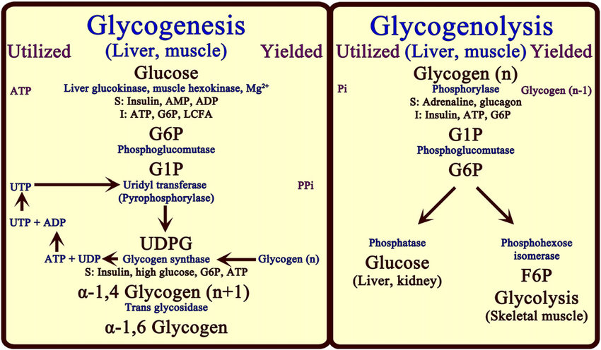 Carbohydrates, Protein & Lipid Metabolism: Glycogenolysis and Glycogenesis