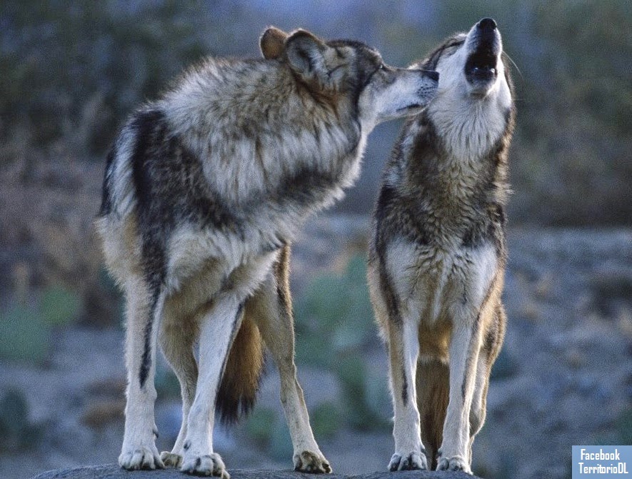 ONG Territorio de Lobos: 111 fotografías de lobos que harán que te ...