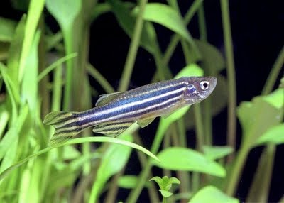 Nature Lover: Zebra Fish