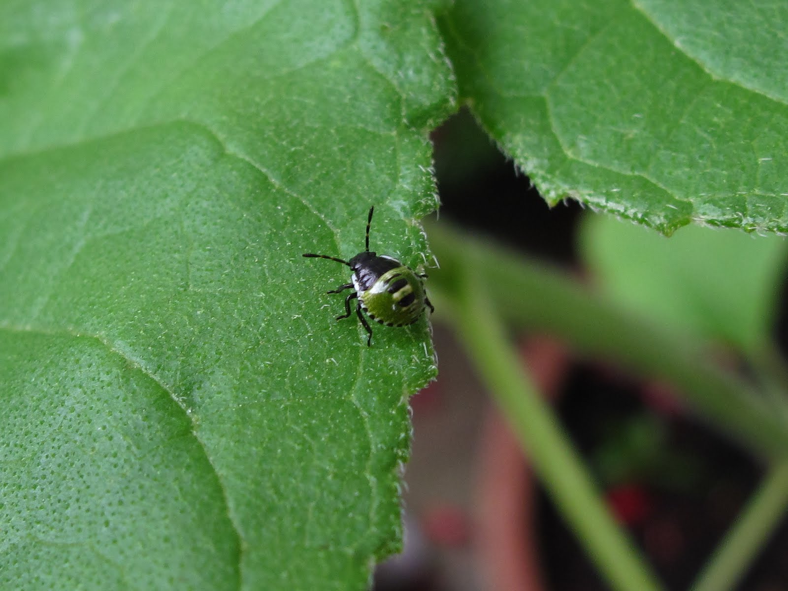 BugBlog: Green Shieldbugs