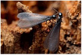 Control de Plagas en Sanidad Ambiental: Termitas con alas o voladoras