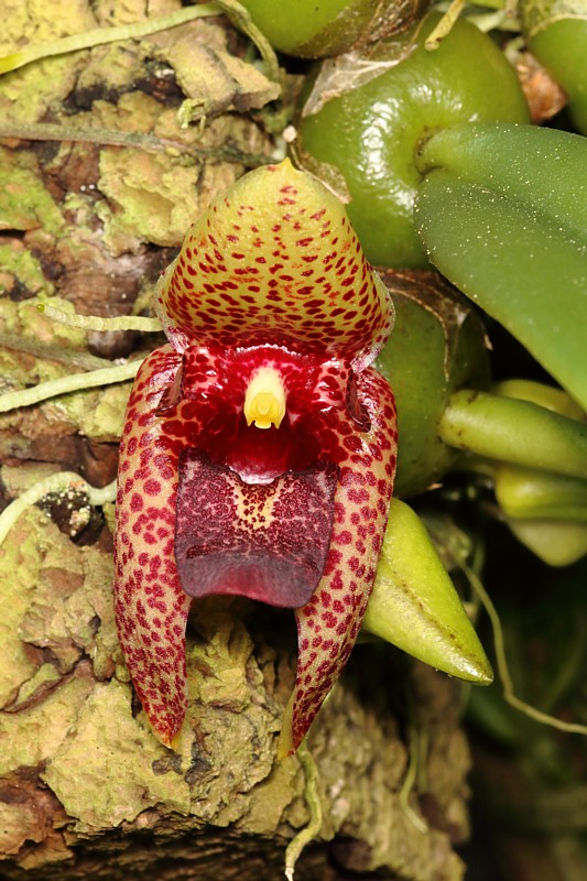 Aquarien und Orchideen : Orchideen 2