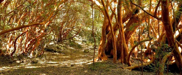 Parque Nacional El Bosque de Los Arrayanes - TAFI TRAVEL Agencia de ...