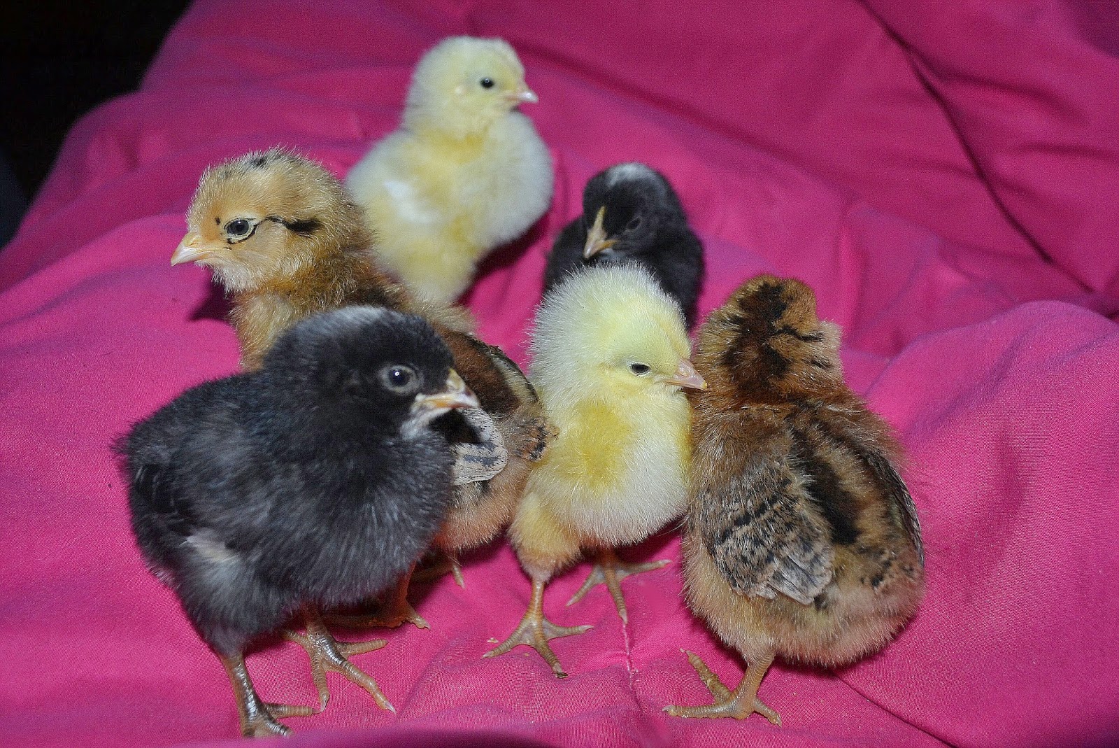 It's Raining Chickens, Cats and Dogs