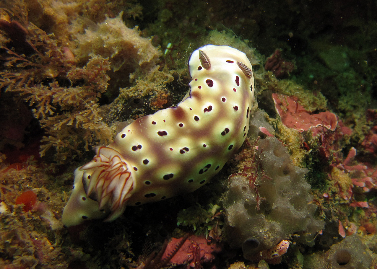 Nudibranchs Species