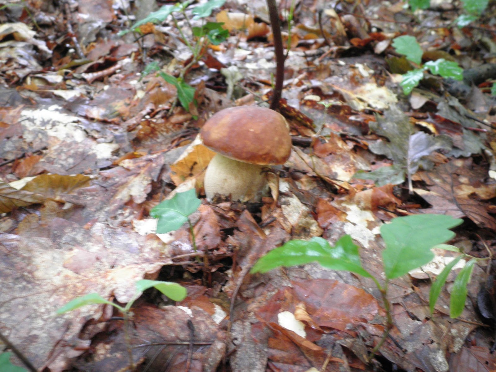 Lantanin blog : Vrganji...