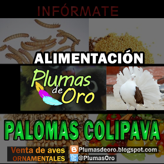 AVES ORNAMENTALES EN PERÚ