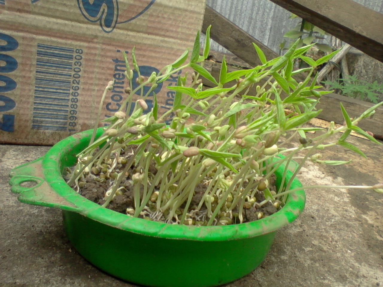 Dian Purnama: Karya Ilmiah Arah Perkecambahan Biji kacang Hijau ...