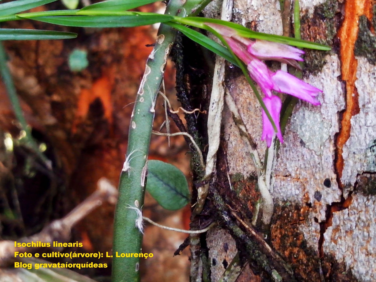 Gravataí - Orquídeas: Isochilus linearis - 08/06/2014