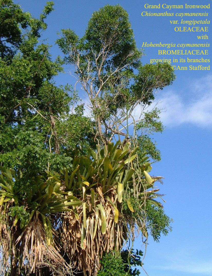 CaymANNature: Cayman Islands Wild Trees and Shrubs - identification