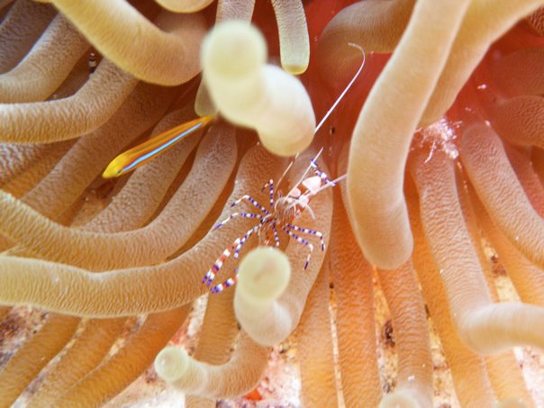 Coral Reef Cleaning Stations
