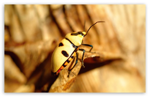 Funny insect wallpaper for widescreen - Funny Pictures - Cool Pictures