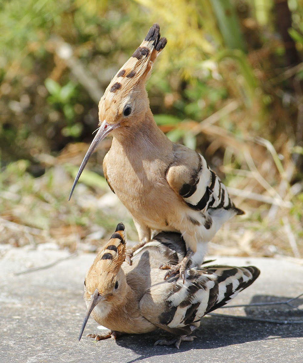 Another Bird Blog: Hoopoe Action From Menorca