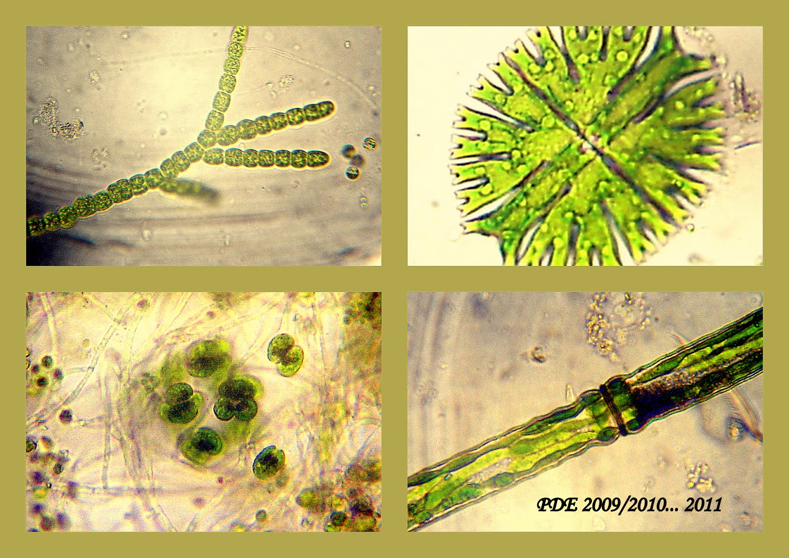 Cultivo de Microalgas em Fotobiorreatores: Micromundo... Microalgas...