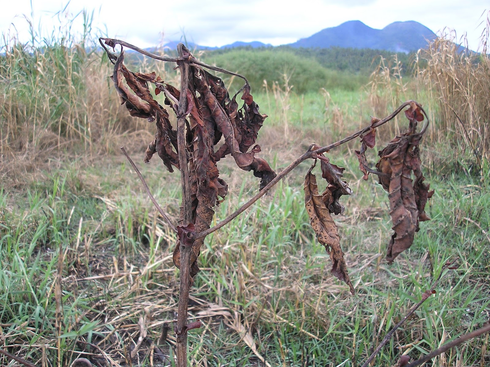 Lake Mainit of the Philippines: 2007.08.26 Monitoring the 2006 Bangkal ...
