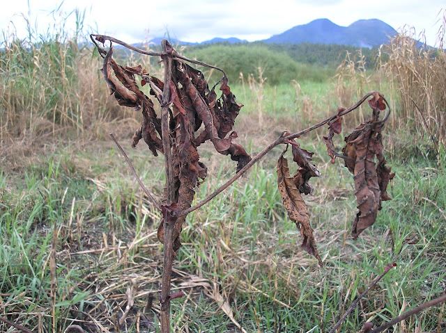 Lake Mainit of the Philippines: 2007.08.26 Monitoring the 2006 Bangkal ...