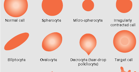 Medical Laboratory and Biomedical Science: Blood Cell Morphology Guide