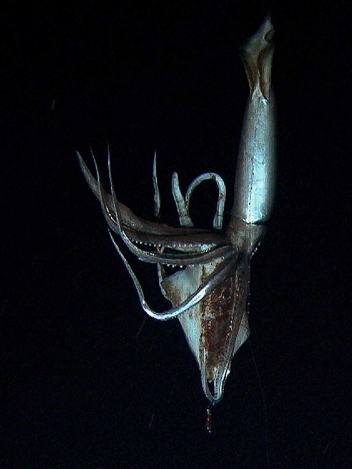 Species New To Science News 2013 Giant Squid Architeuthis Filmed For Species New To Science News 2013 Giant Squid Architeuthis Filmed For