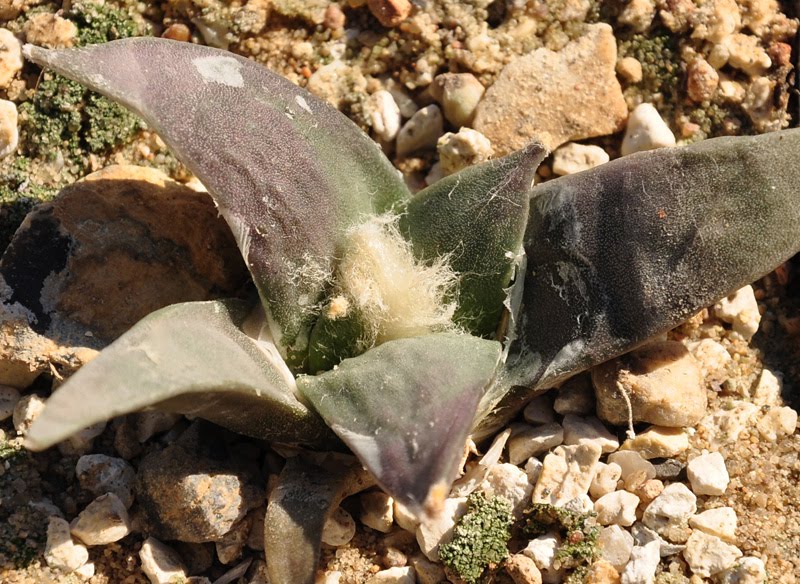 LOPHOPHORA: Peyote purple from extreme cold - information on the peyote ...