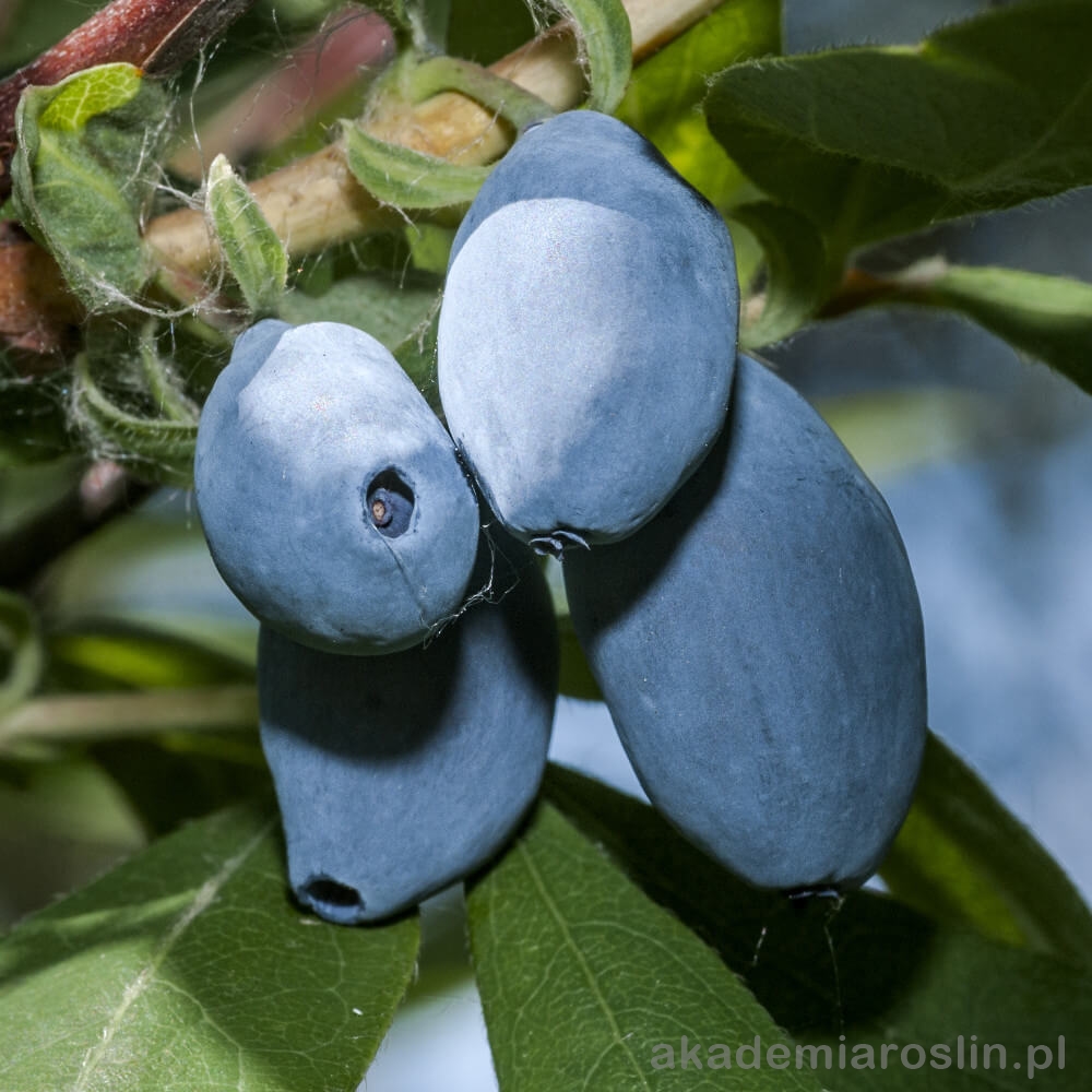Jagoda kamczacka – uprawa i odmiany