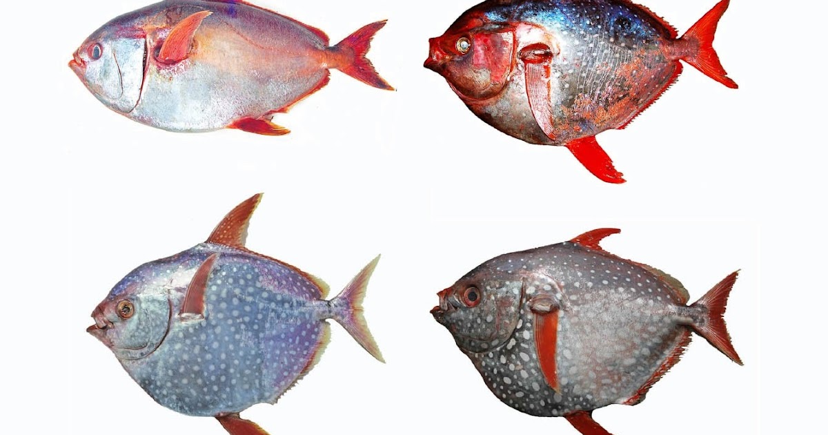 Species New to Science: [Ichthyology • 2018] A Taxonomic Review of ...