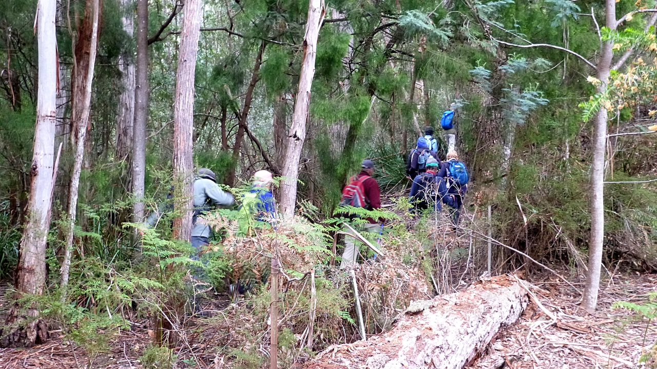 Ramblings: Nierinna Creek Tramway Hill Margate Rivulet 2015